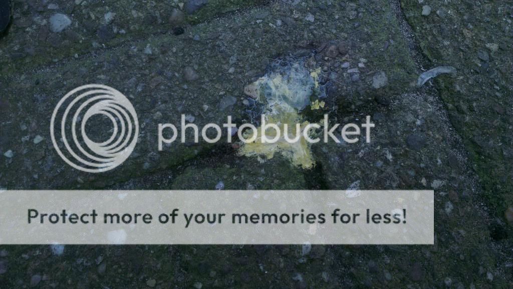 Gele poep + kale plek - Kippenforum.nl